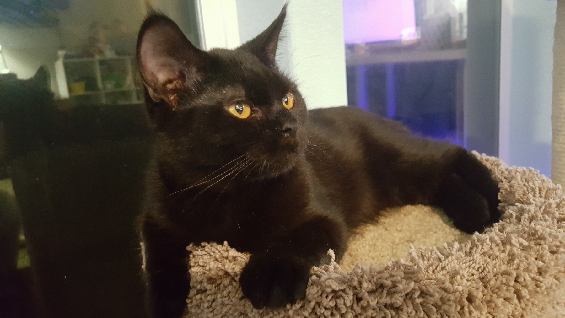 Pettable Cats - Buddy the Meow and Nano Cat - Famous Cat Fan Site