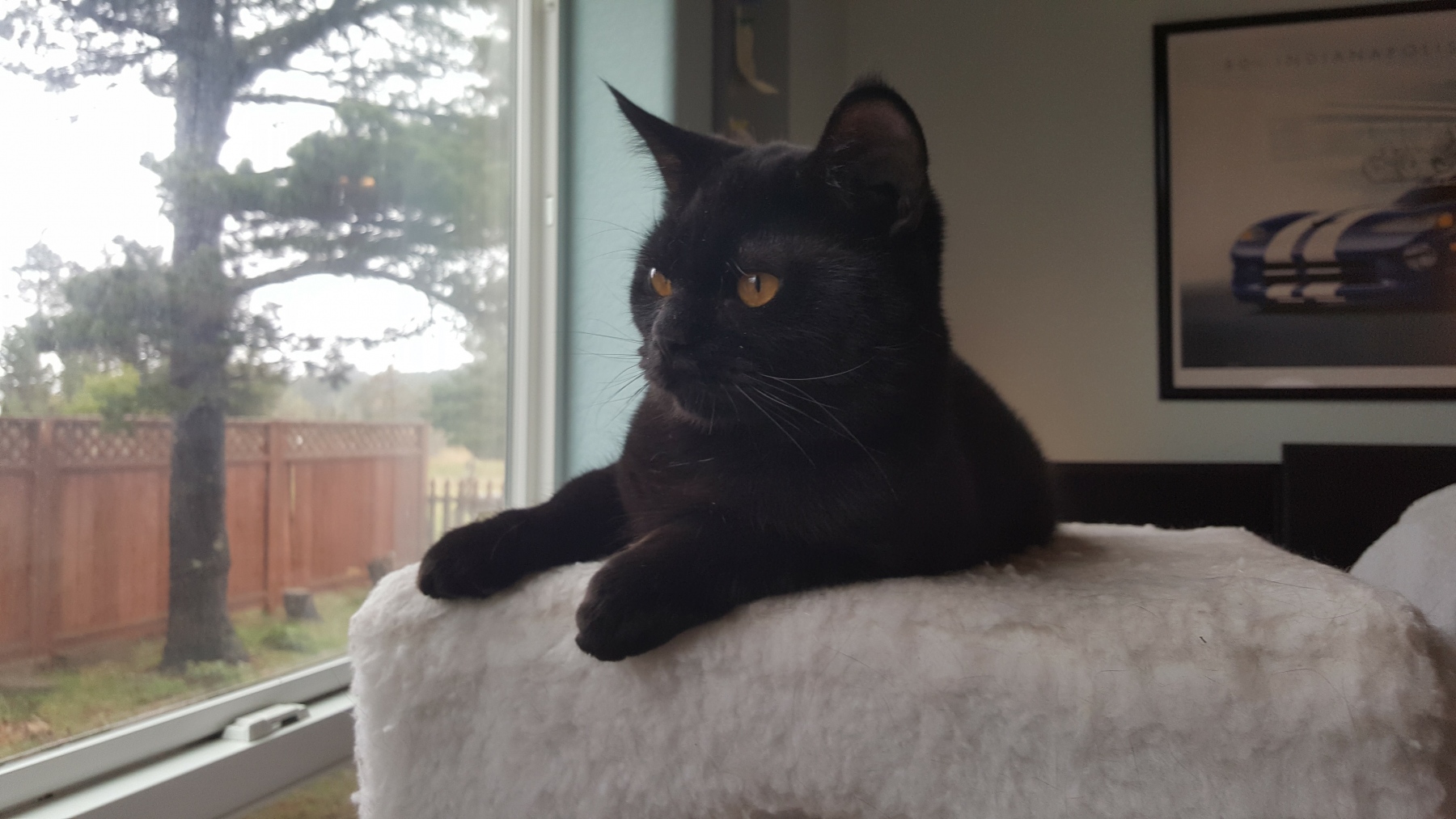 Pettable Cats - Buddy the Meow and Nano Cat - Famous Cat Fan Site