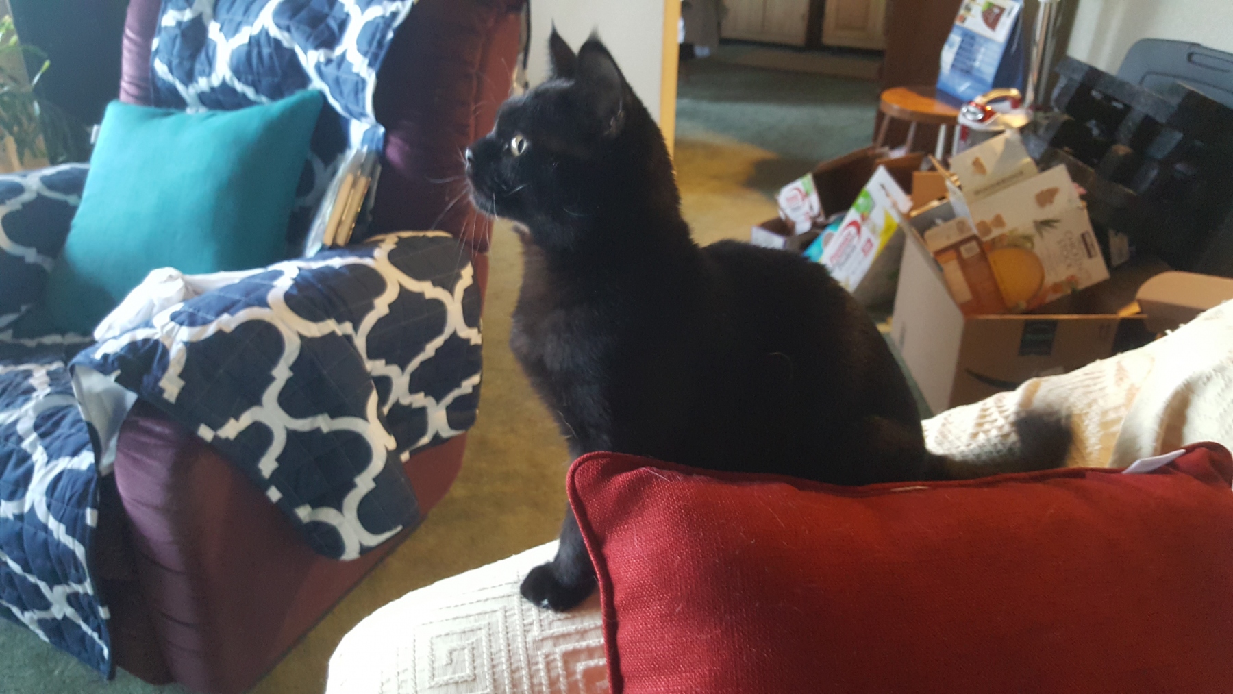 Pettable Cats - Buddy the Meow and Nano Cat - Famous Cat Fan Site