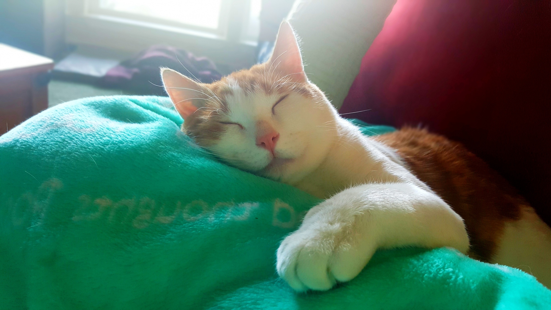 Pettable Cats - Buddy the Meow and Nano Cat - Famous Cat Fan Site