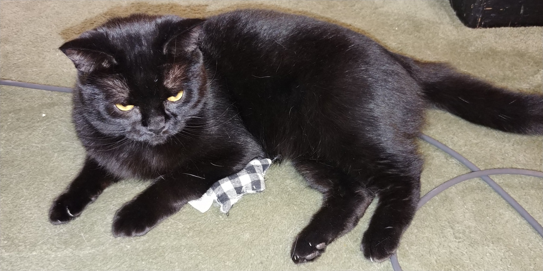 Nano Cat - Official Fan Page - Pettable Cats