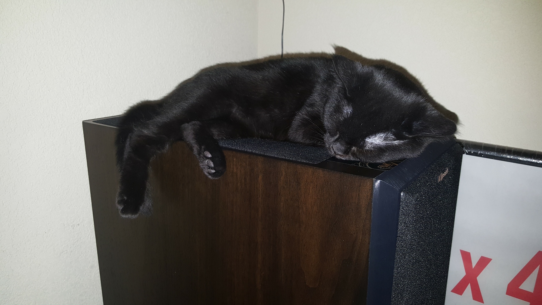 Nano Cat - Official Fan Page - Pettable Cats