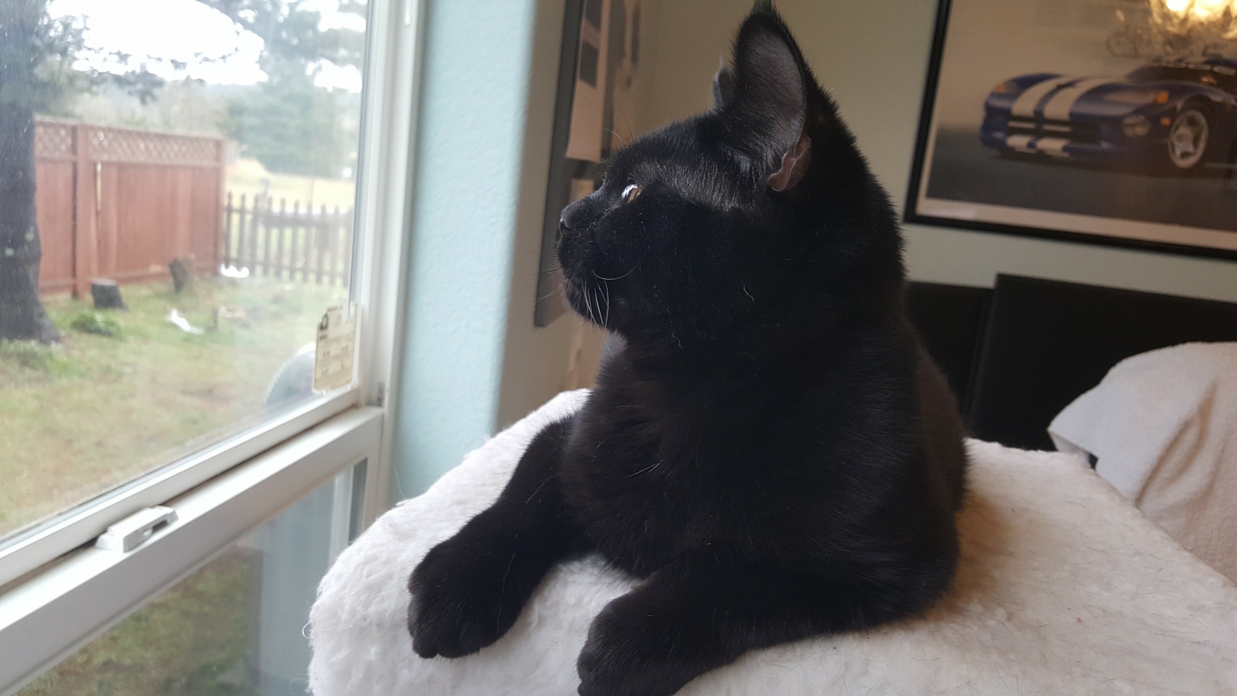 Nano Cat - Official Fan Page - Pettable Cats