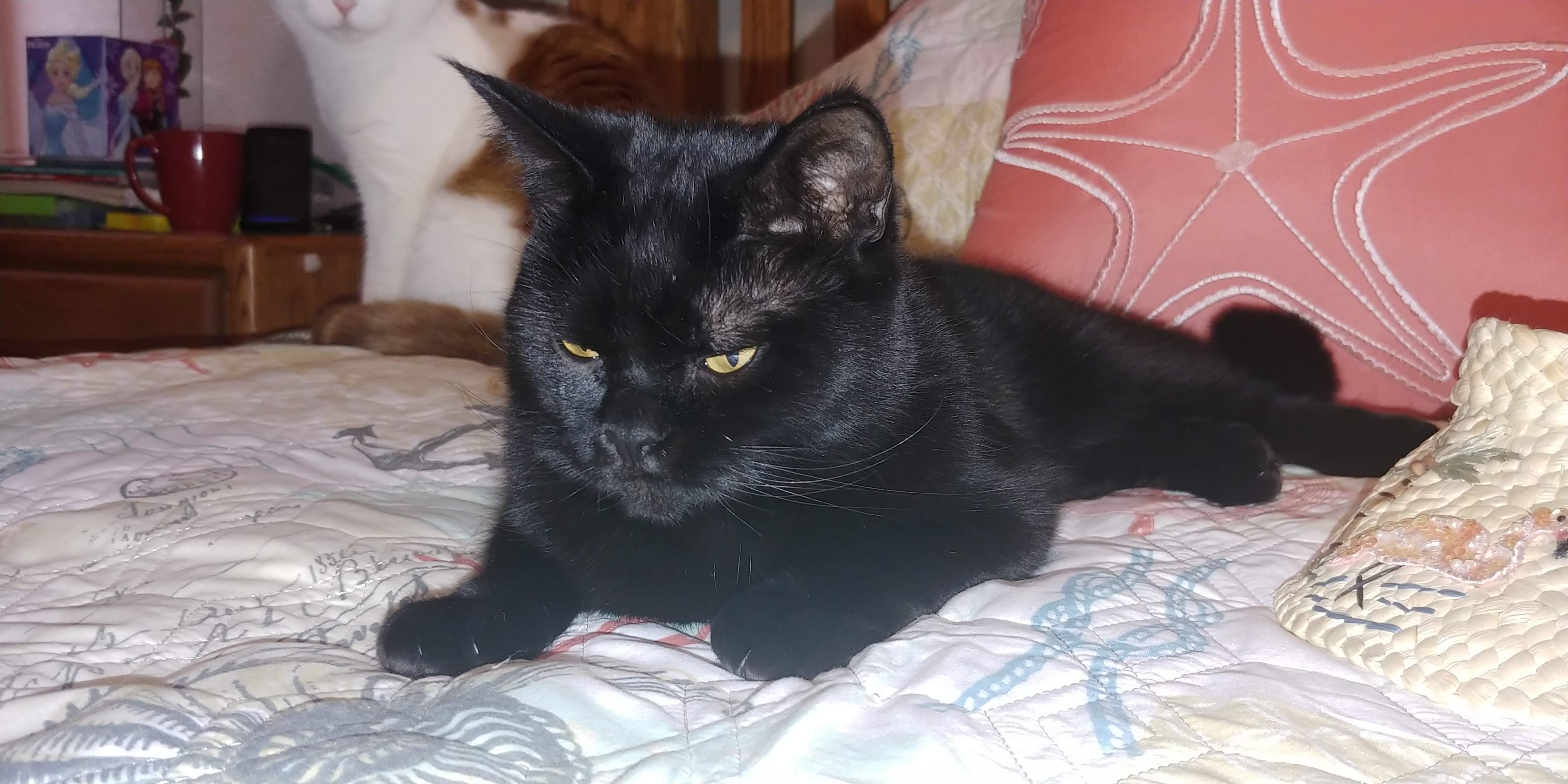 Nano Cat - Official Fan Page - Pettable Cats