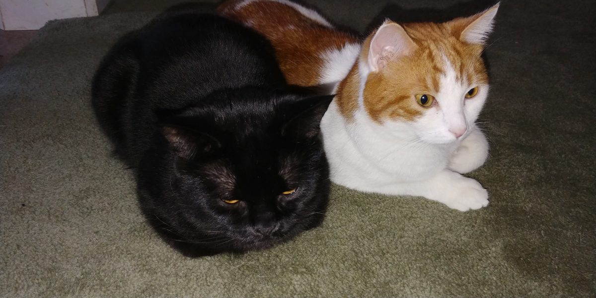 Social - Pettable Cats