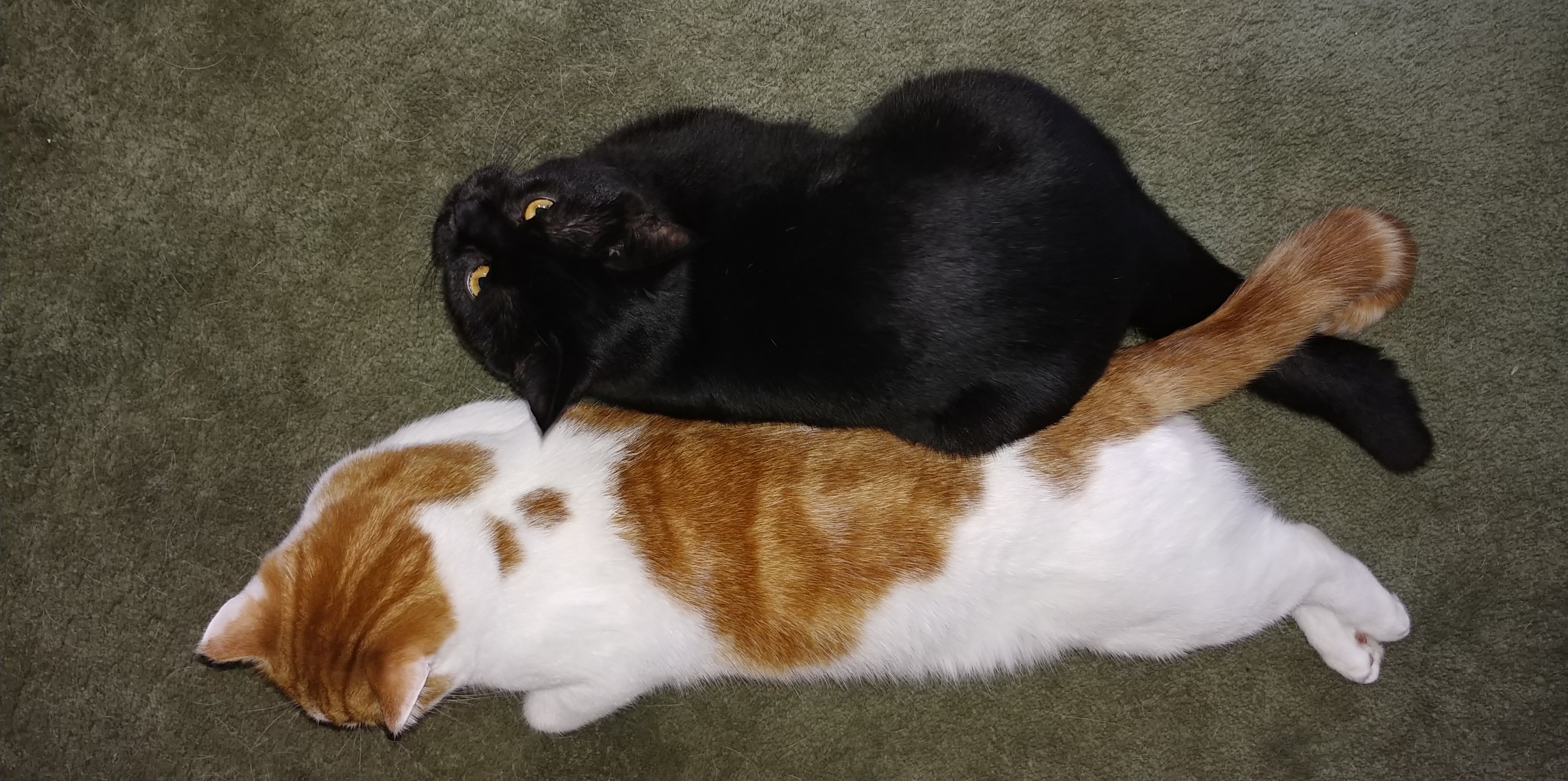 Buddy & Nano - Fan Page - Pettable Cats