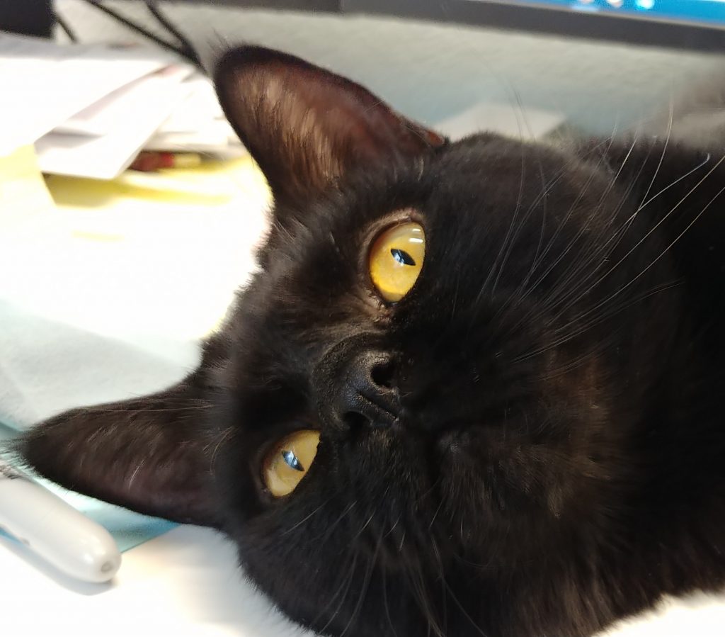 Pettable Cats - Buddy the Meow and Nano Cat - Famous Cat Fan Site